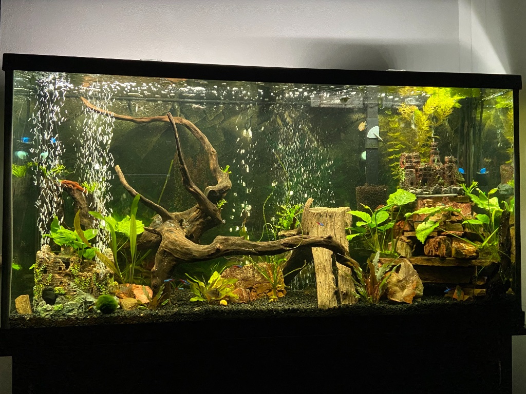 Apistos and Amanos - General Chat - Aquarium Co-Op Forum