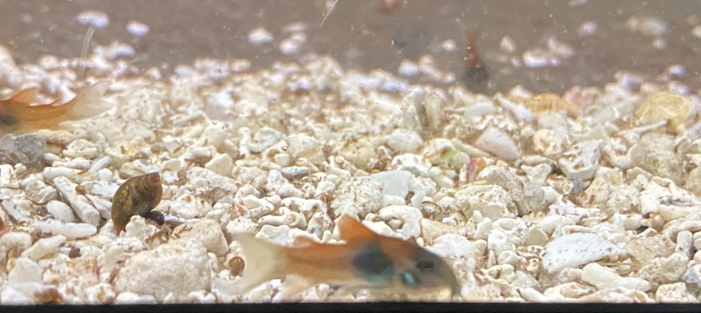 Orange Venezuelan Cory Fry! - Fish Breeding - Aquarium Co-Op Forum