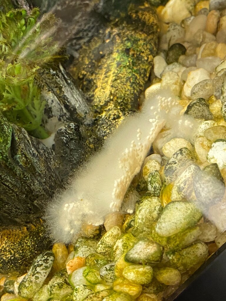 Help! White fuzzy stuff in aquarium. Might be angelfish eggs ...