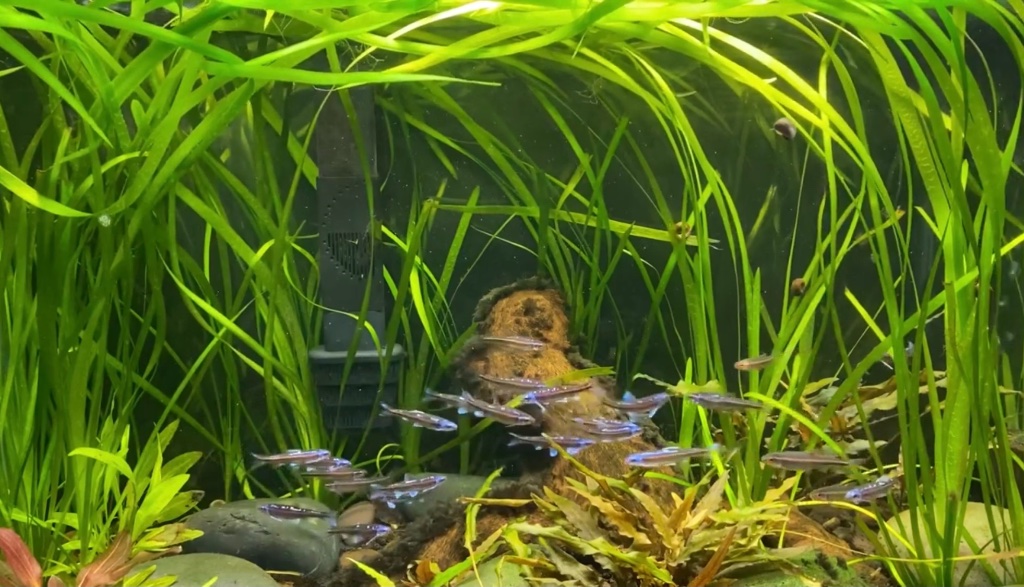 Best Fert Besides Easy Green - Plants, Algae, and Fertilizers ...