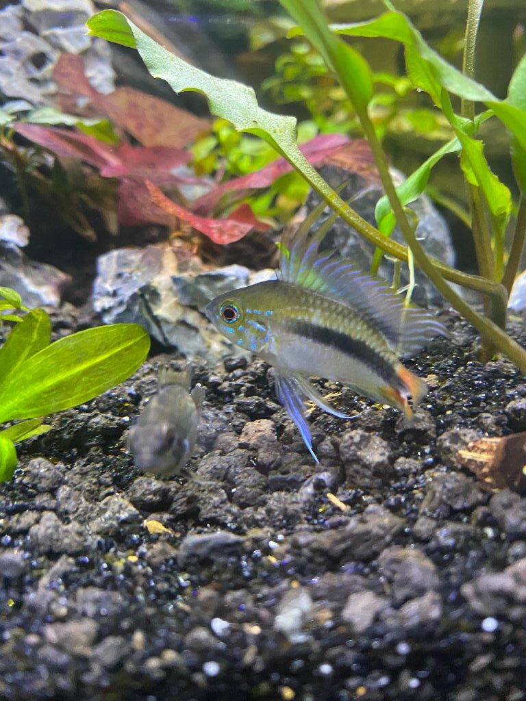 Mixing different types of Apistos - General Chat - Aquarium Co-Op Forum