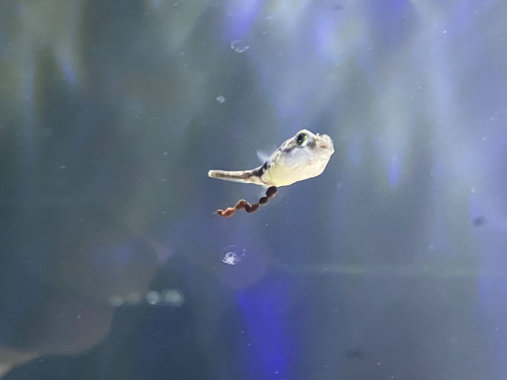 Baby Fahaka Puffer and the Med Trio from the Co Op - Diseases ...