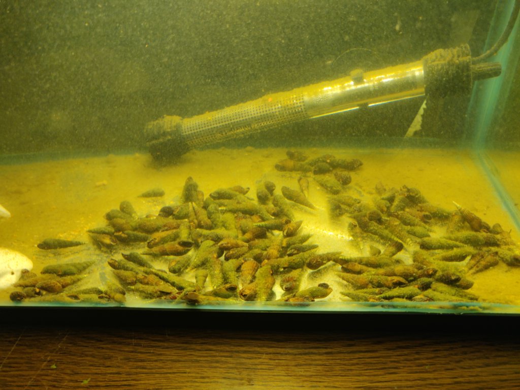 Malaysian trumpet snail quarantine - General Chat - Aquarium Co-Op Forum