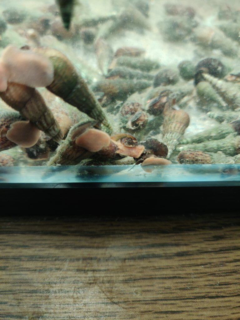 Malaysian trumpet snail quarantine - General Chat - Aquarium Co-Op Forum