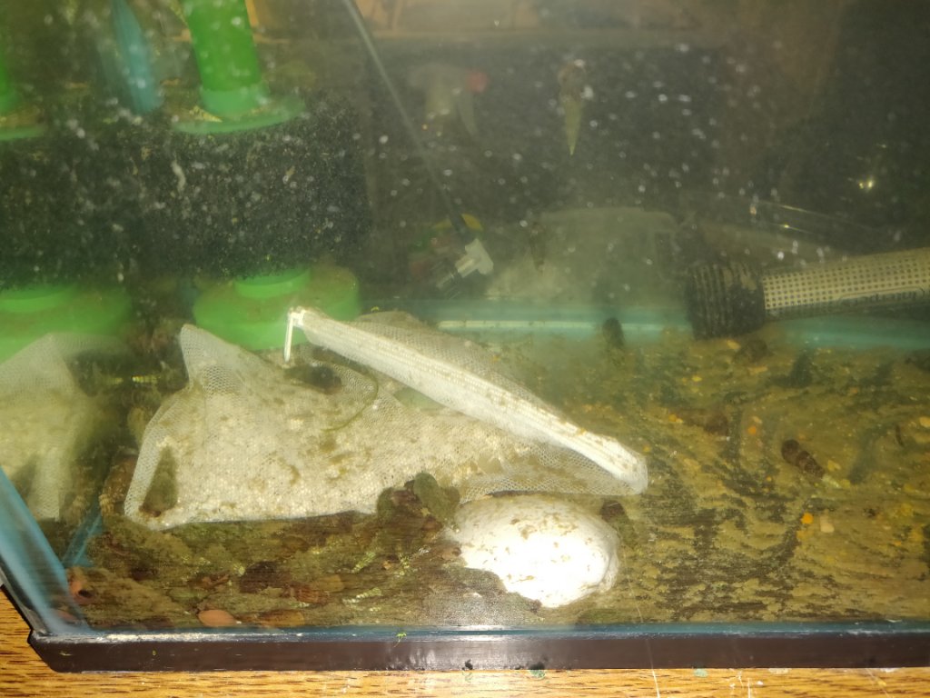 Malaysian trumpet snail quarantine - General Chat - Aquarium Co-Op Forum