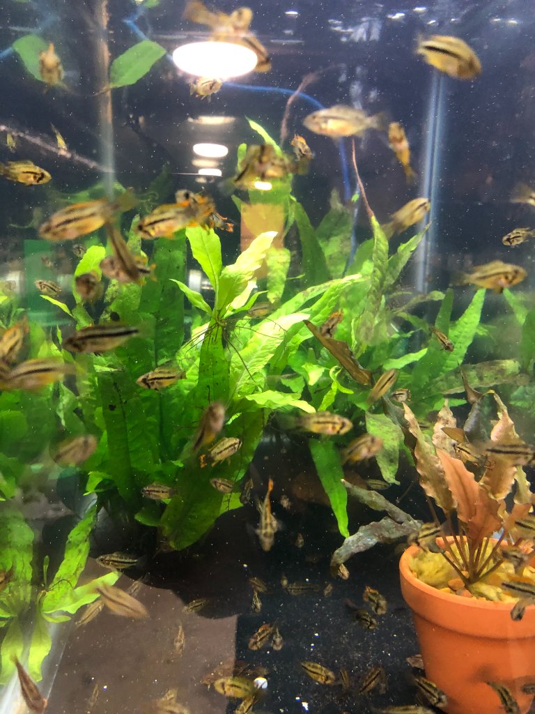Can I temporarily keep a pair of apistos in a 5.5 gallon. - Fish ...
