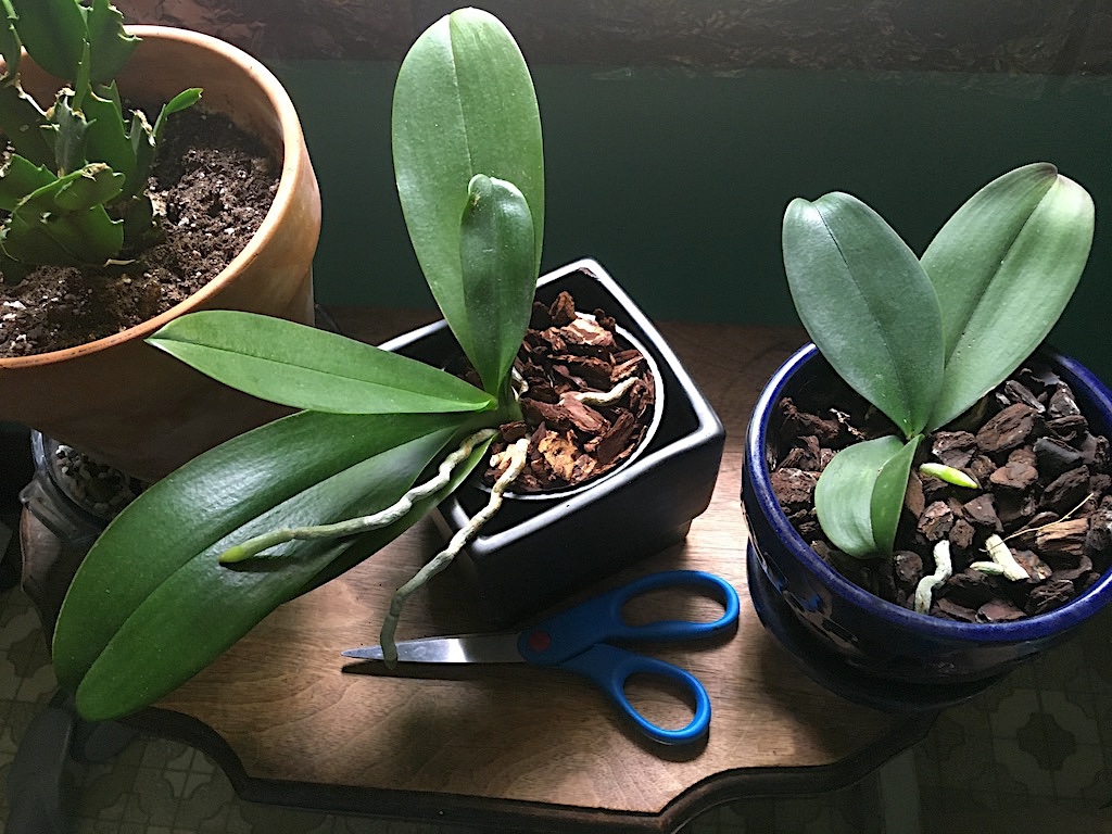 Orchids in/near the fish tank - Plants, Algae, and Fertilizers ...