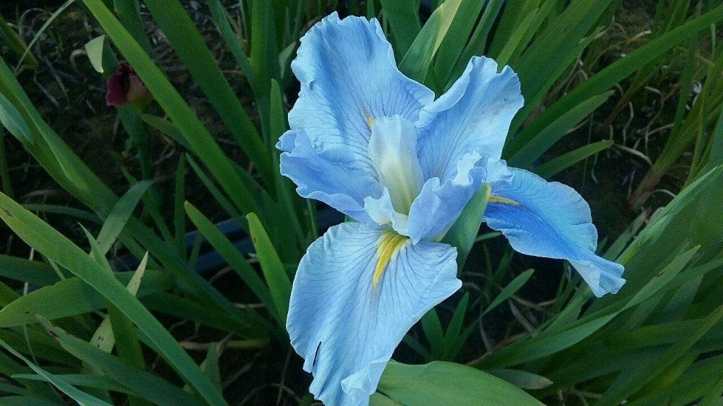 Water Iris Mini-Ponds with Fish - General Chat - Aquarium Co-Op Forum