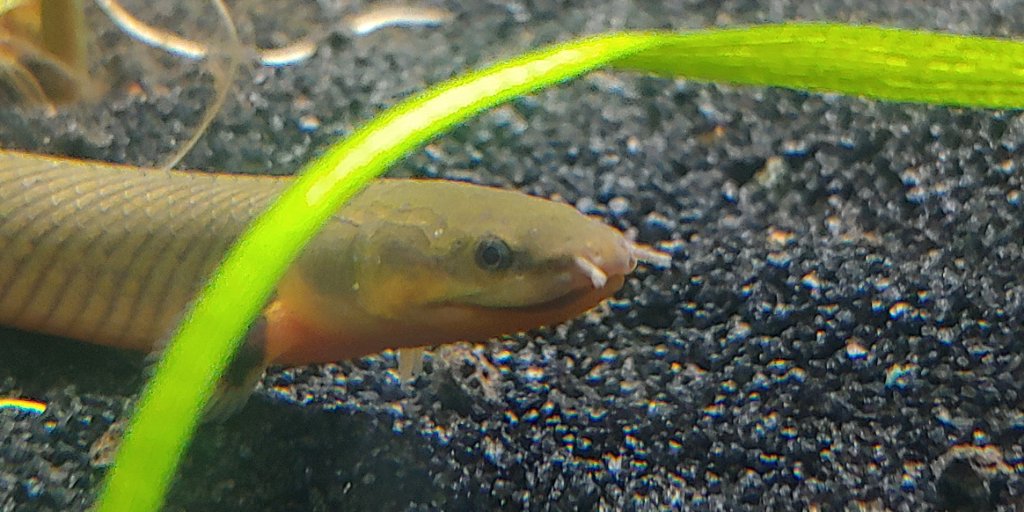 Is this ich? - General Chat - Aquarium Co-Op Forum