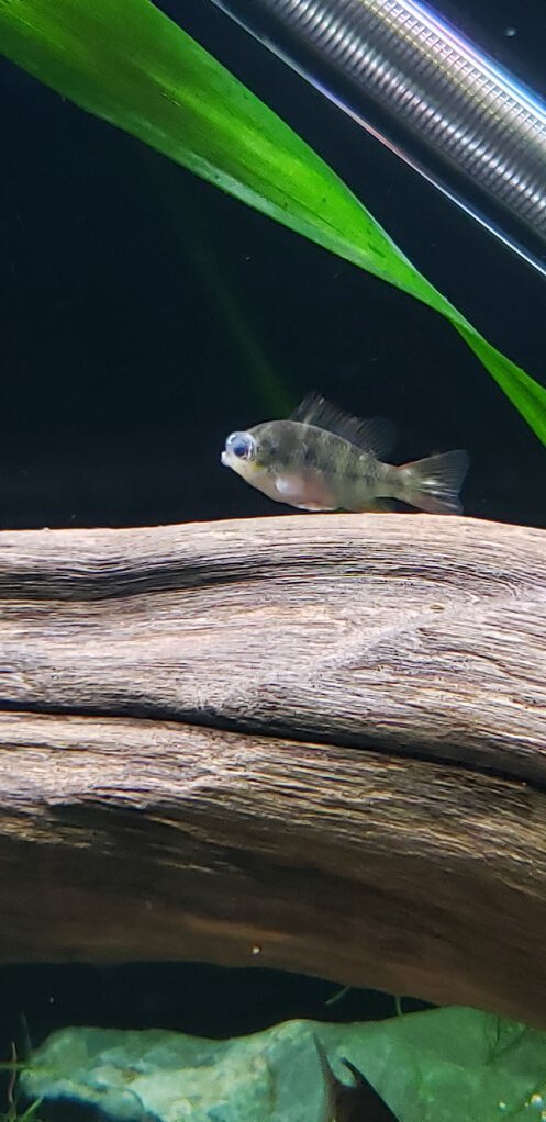 German blue ram disease - Diseases - Aquarium Co-Op Forum