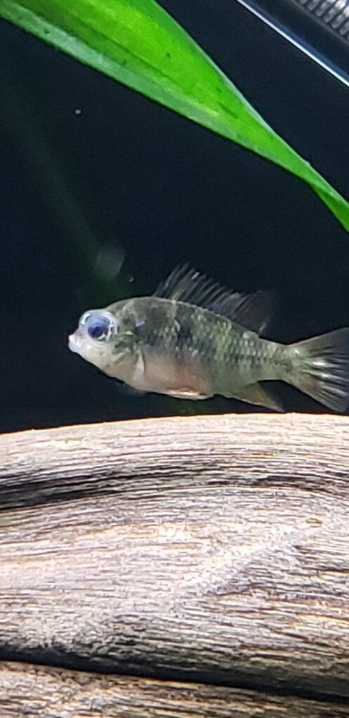 German blue ram disease - Diseases - Aquarium Co-Op Forum