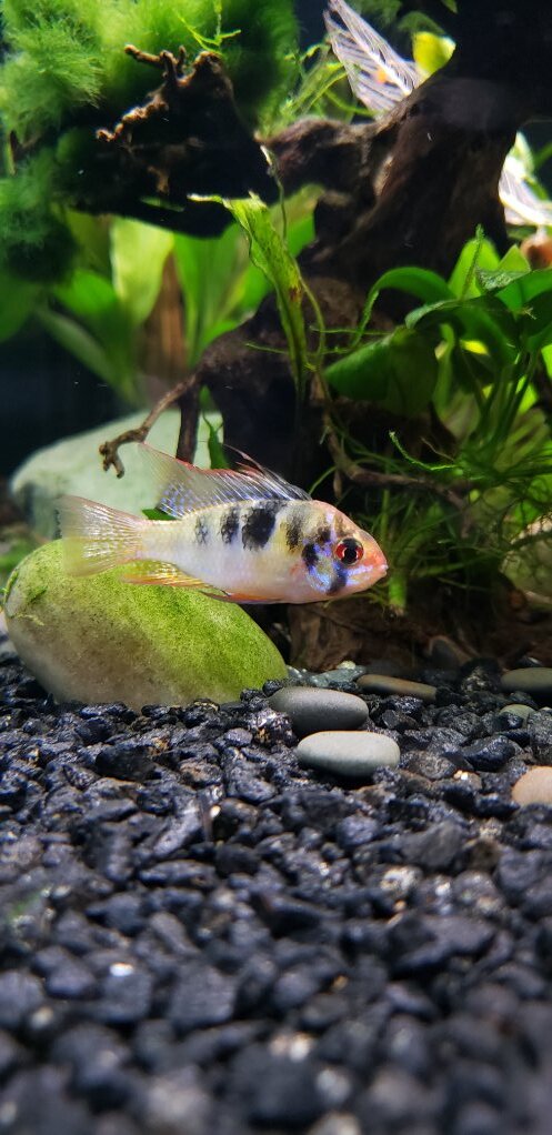 German blue ram disease - Diseases - Aquarium Co-Op Forum
