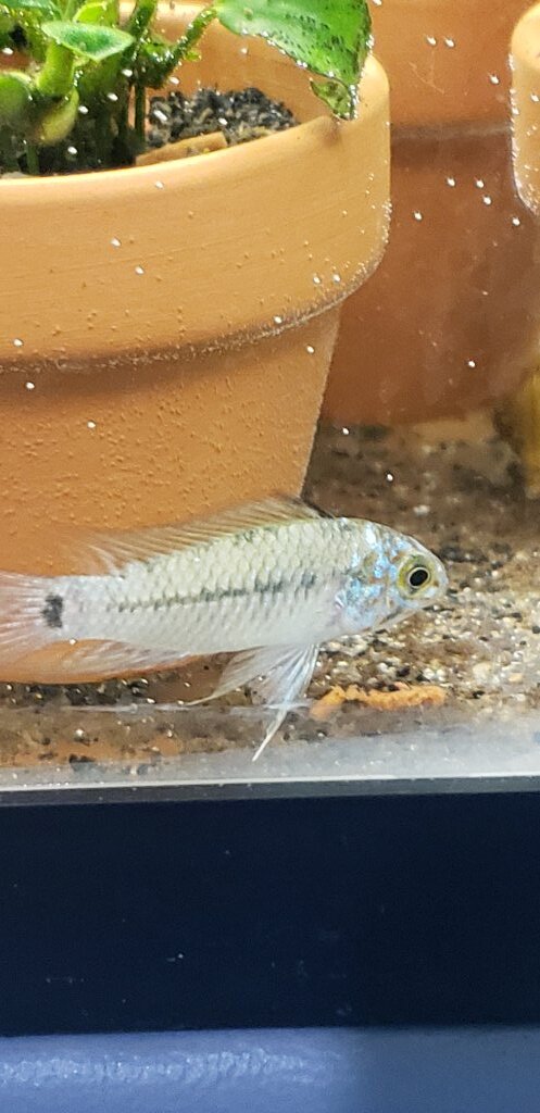 Apistos - General Chat - Aquarium Co-Op Forum