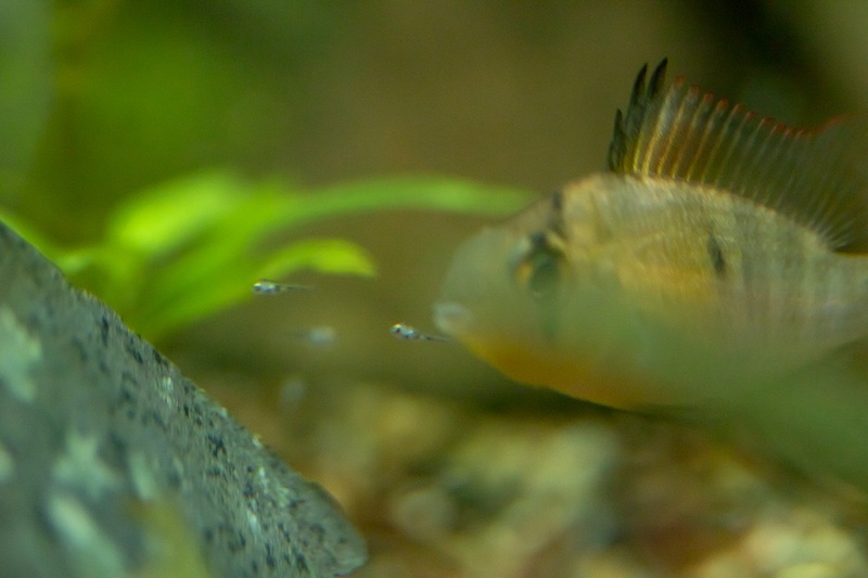 German blue Rams had babies - General Chat - Aquarium Co-Op Forum