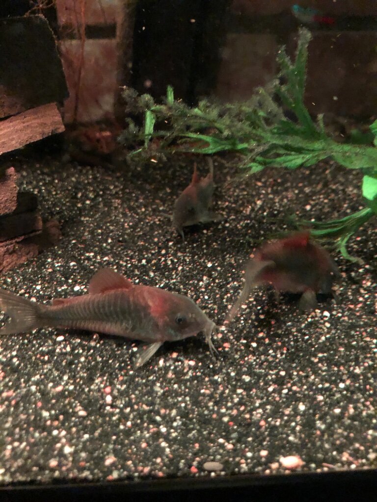 Nephro's Fishroom - Page 3 - Photos, Videos & Journals - Aquarium Co-Op ...