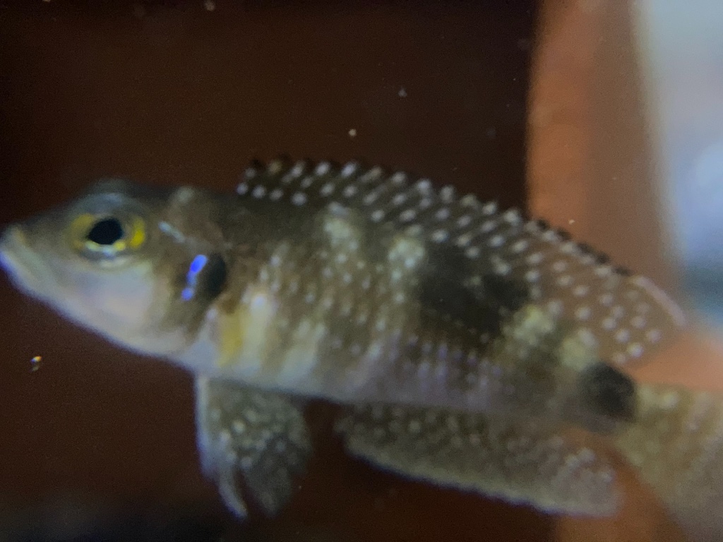 2021 White Cloud Breeder - Fish Breeding - Aquarium Co-Op Forum