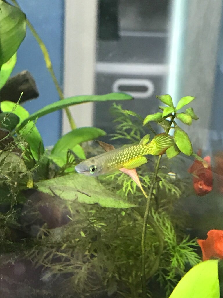 My golden wonder killifish - Photos, Videos & Journals - Aquarium Co-Op ...