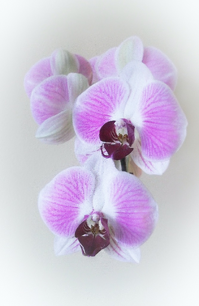 Orchids in/near the fish tank - Plants, Algae, and Fertilizers ...