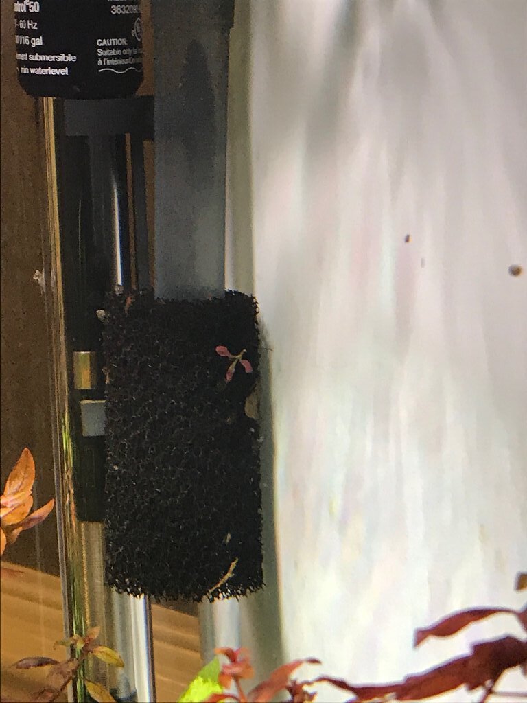 Large pre-filter sponge - General Chat - Aquarium Co-Op Forum