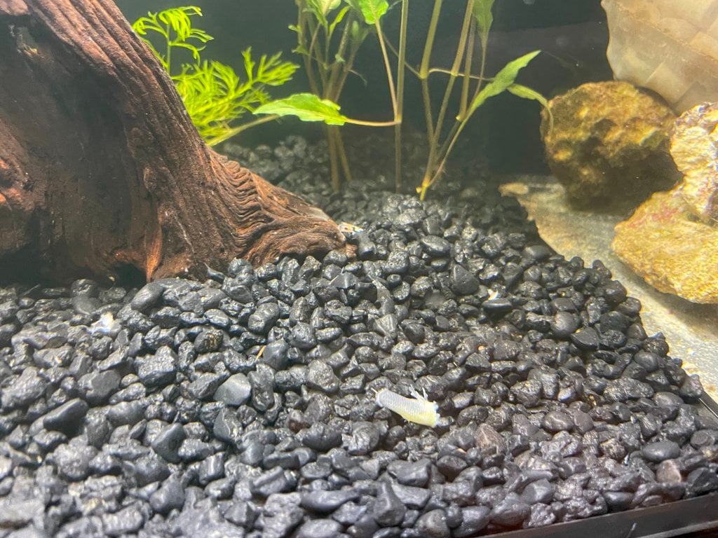 Dead guppies (help) - General Chat - Aquarium Co-Op Forum
