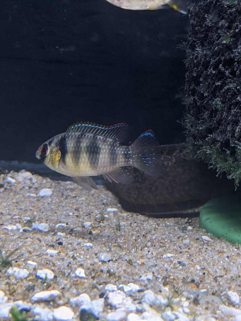 Fish that stop Robert in his tracks - Photos, Videos & Journals ...
