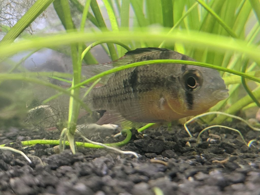 Bolivian Ram seems inactive. - Diseases - Aquarium Co-Op Forum