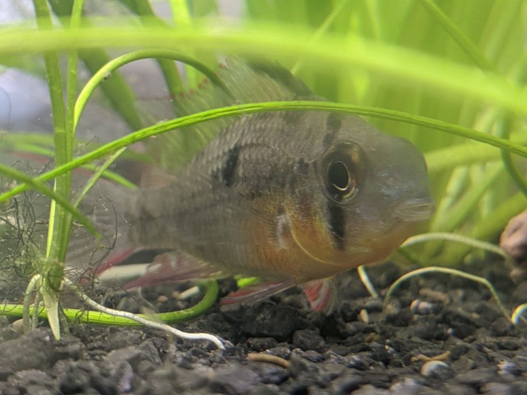 Bolivian Ram seems inactive. - Diseases - Aquarium Co-Op Forum