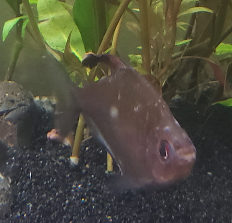 White fungus looking stuff on bleeding heart tetras - Diseases ...