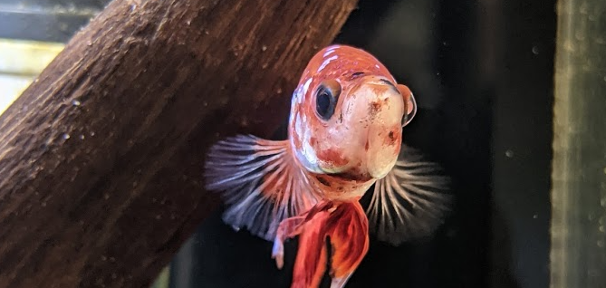 Resting Betta Face - Photos, Videos & Journals - Aquarium Co-Op Forum