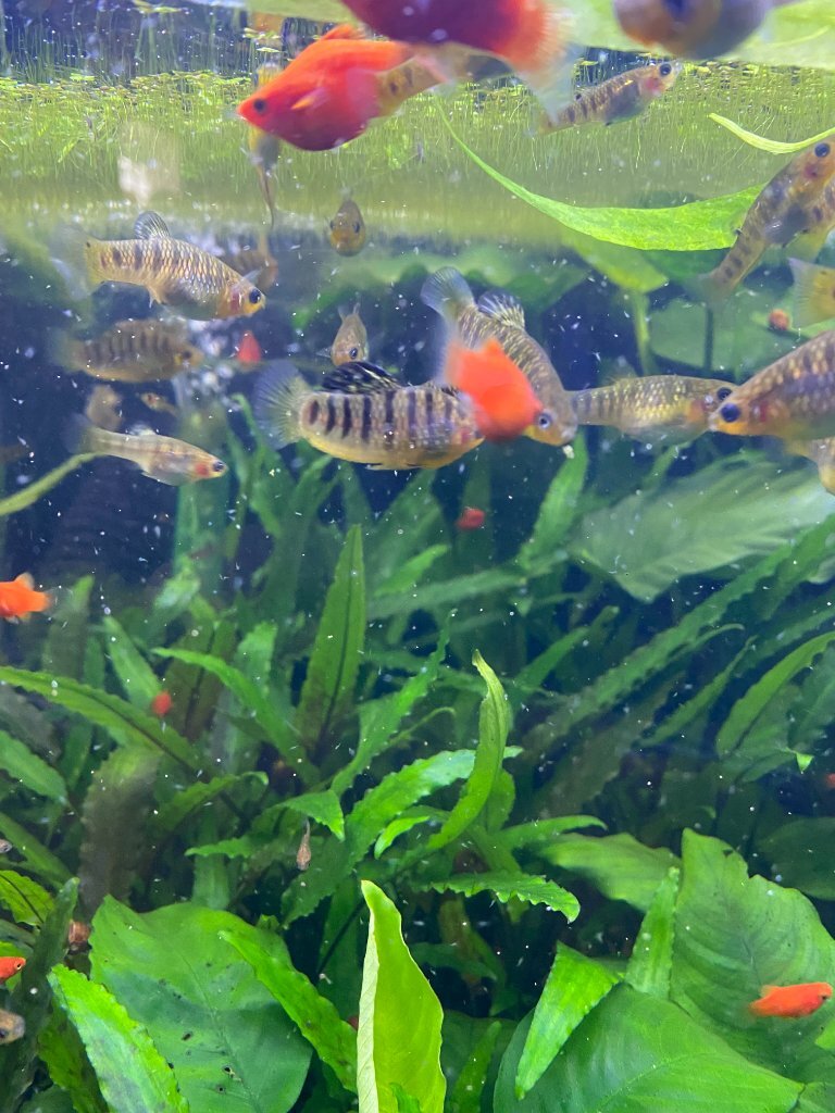 Low tech brine shrimp outside in Minnesota - General Chat - Aquarium Co ...