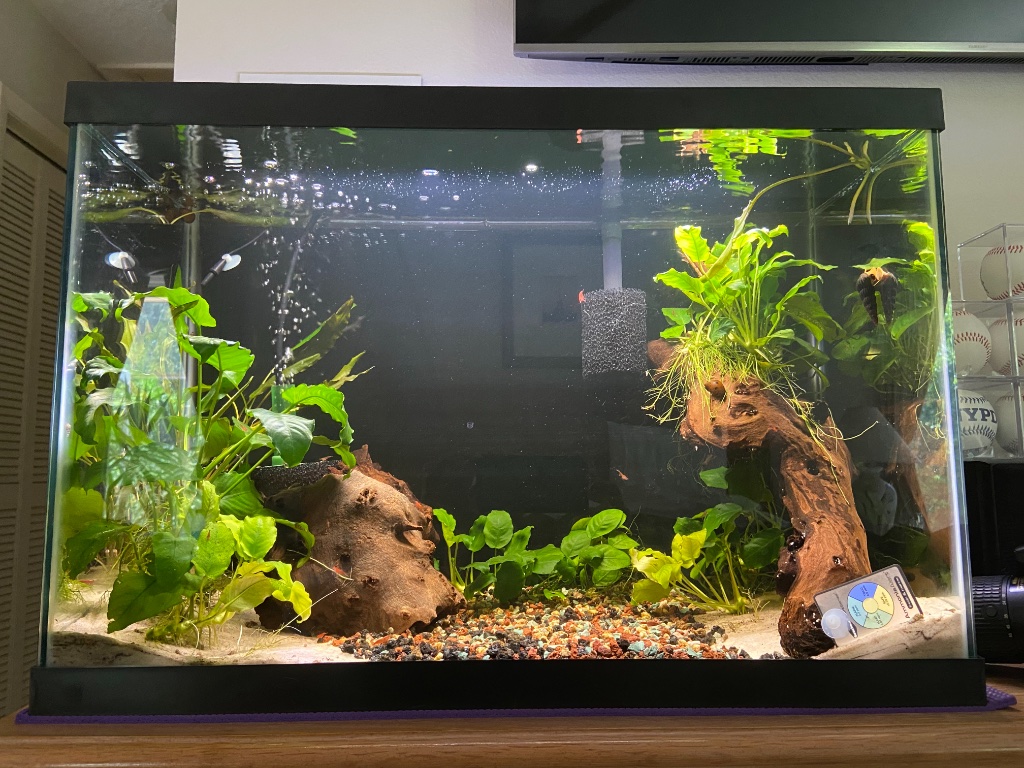 My P. luminatus laid an egg! - Fish Breeding - Aquarium Co-Op Forum