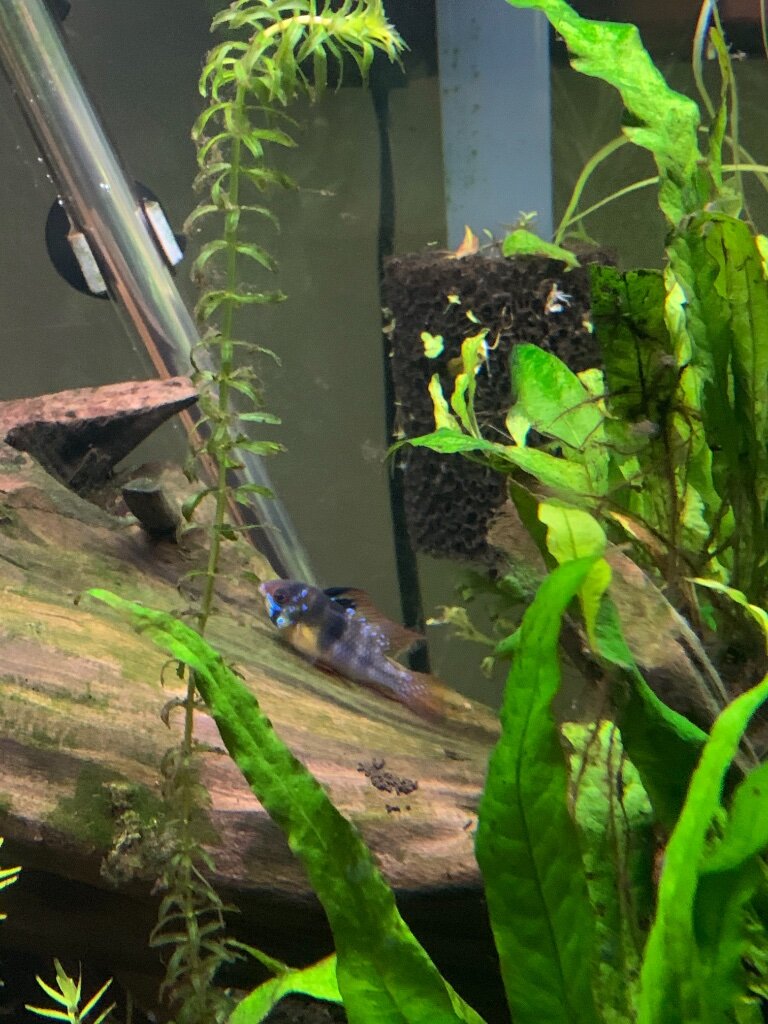 German Blue Ram issues! - Diseases - Aquarium Co-Op Forum