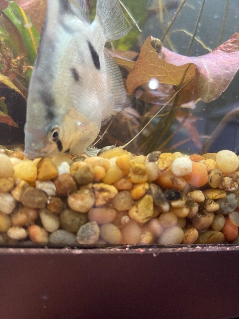 Angelfish bloat - Diseases - Aquarium Co-Op Forum