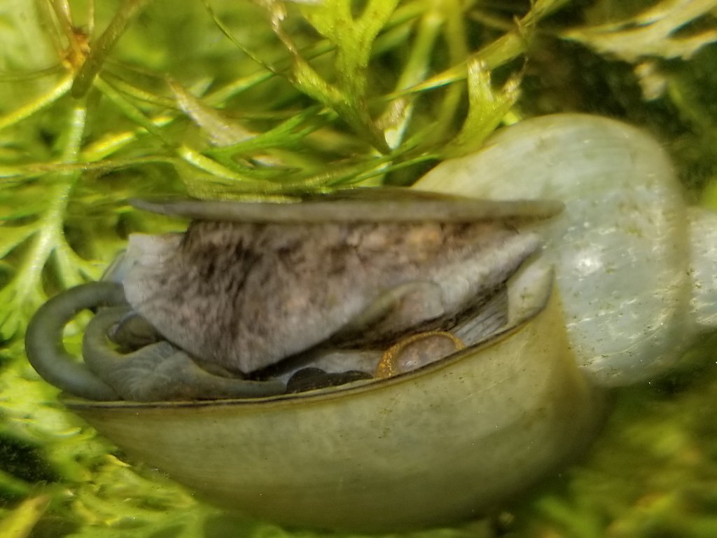 Mystery Snail (Mantle Collapse?) - Diseases - Aquarium Co-Op Forum