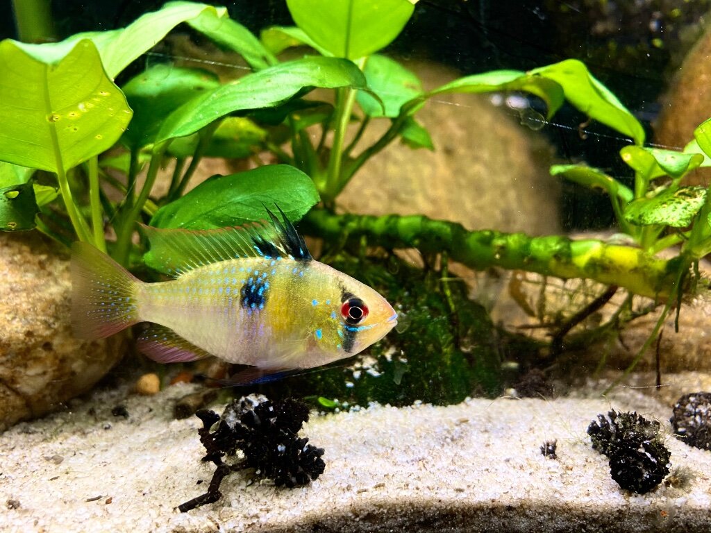 German Blue Ram Breeding Journal - Photos, Videos & Journals - Aquarium ...
