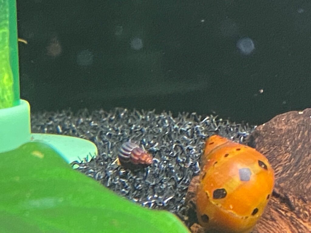 Luminatus breeding - Fish Breeding - Aquarium Co-Op Forum