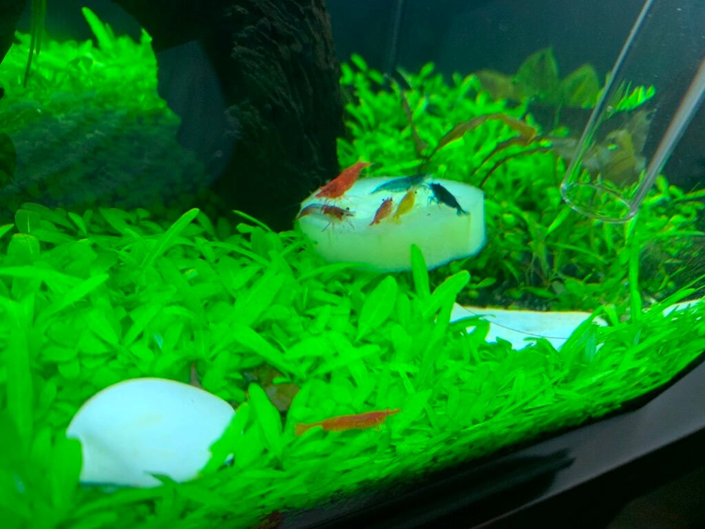 Water changes with baby Neo shrimp? - Shrimp Chat - Aquarium Co-Op Forum