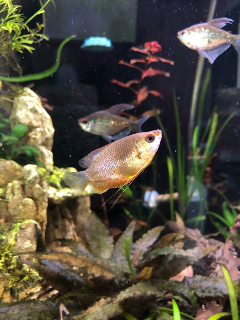 Show me your favorite fish you own - Page 3 - General Chat - Aquarium ...