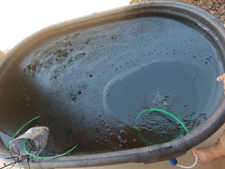 outdoor brine shrimp tub - General Chat - Aquarium Co-Op Forum