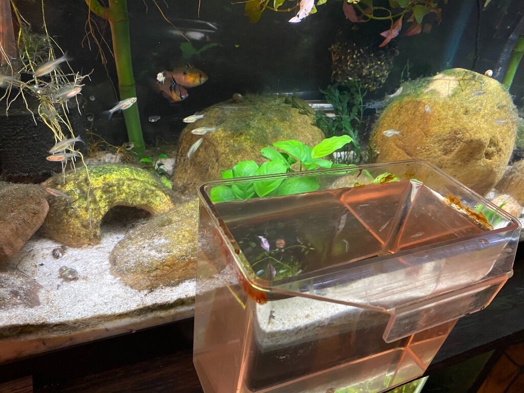 German Blue Ram Breeding Journal - Photos, Videos & Journals - Aquarium ...