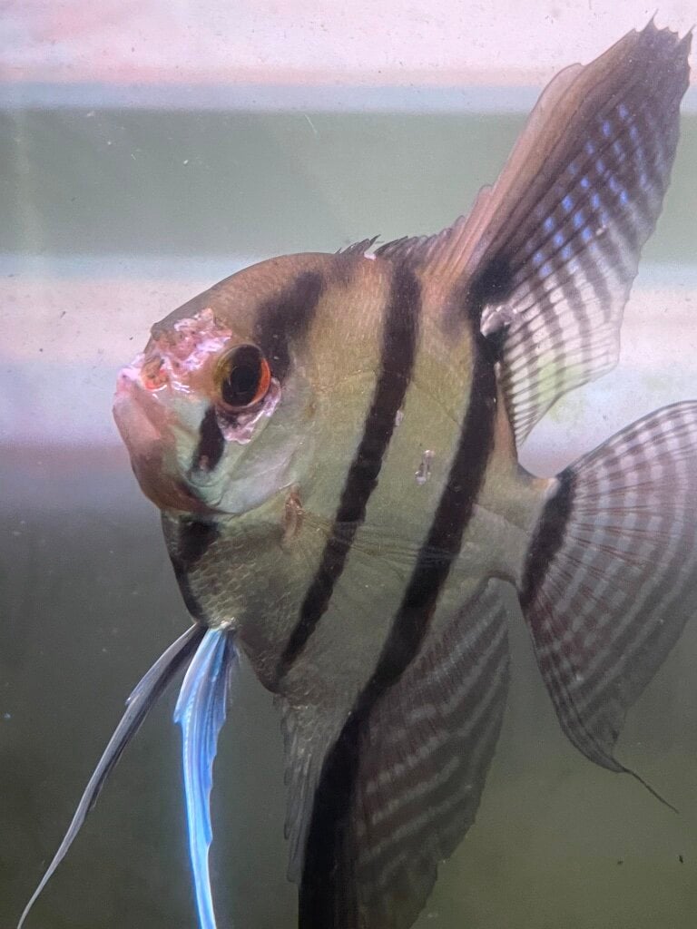 Angelfish disease, should I euthanize? - Diseases - Aquarium Co-Op Forum