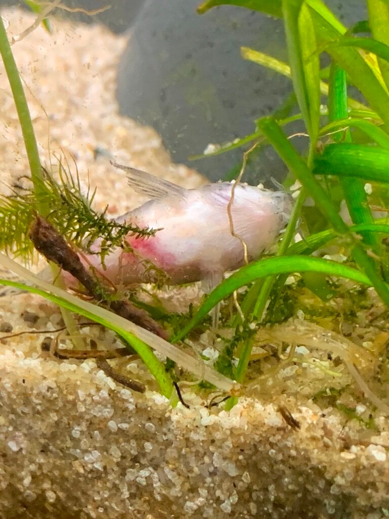 Corydoras with Red Blotch Disease - Diseases - Aquarium Co-Op Forum