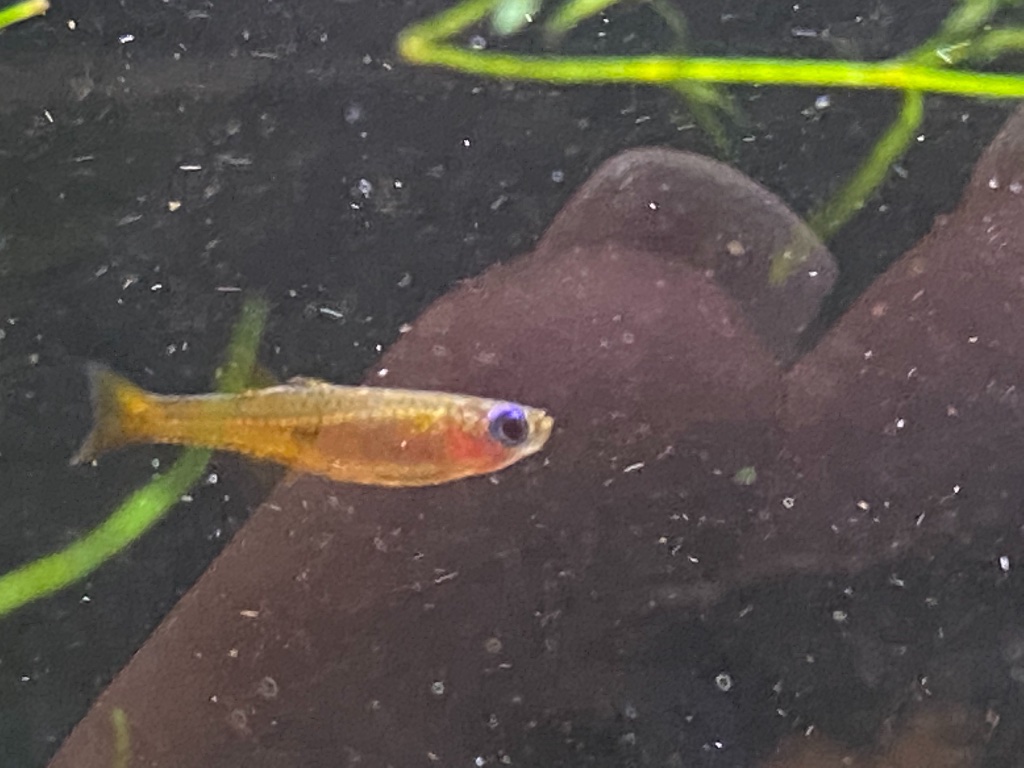 My P. luminatus laid an egg! - Fish Breeding - C.A.R.E.