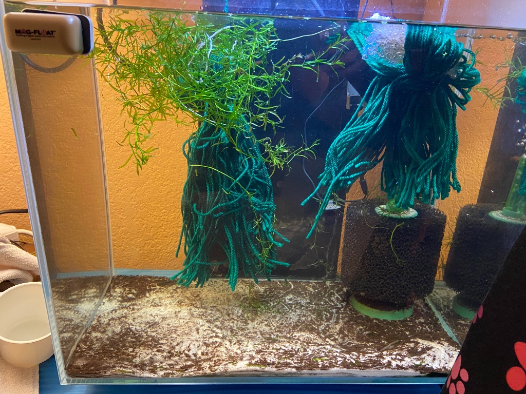 My P. luminatus laid an egg! - Fish Breeding - Aquarium Co-Op Forum