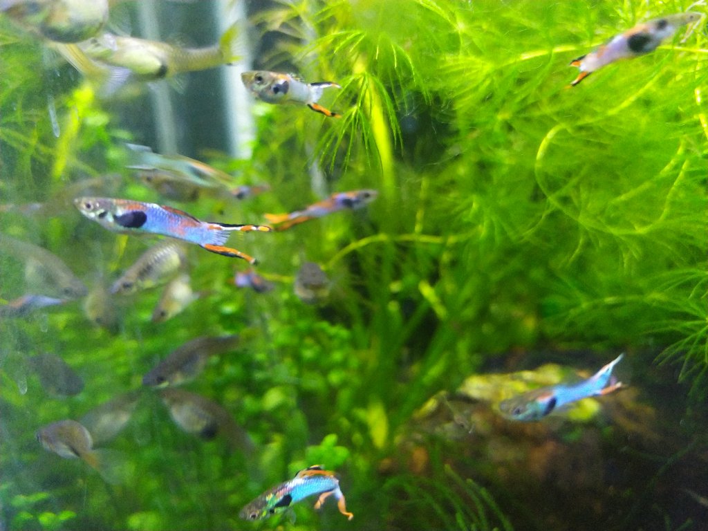 My sword tail endlers project - Photos, Videos & Journals - Aquarium Co ...