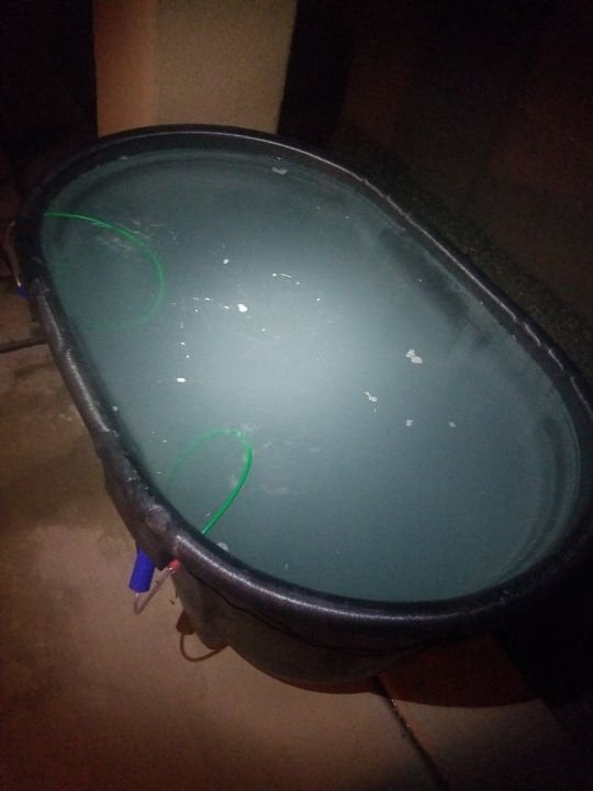 outdoor brine shrimp tub - General Chat - Aquarium Co-Op Forum