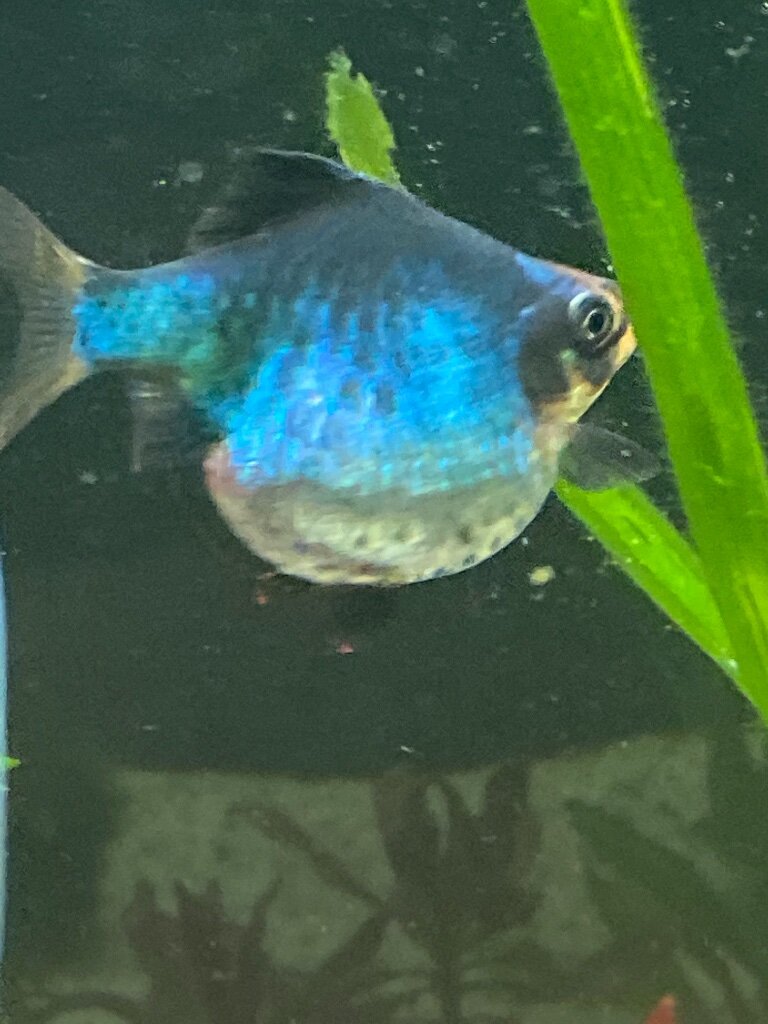 Very bloated green tiger barb - Diseases - Aquarium Co-Op Forum