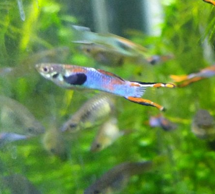 My sword tail endlers project - Photos, Videos & Journals - Aquarium Co ...