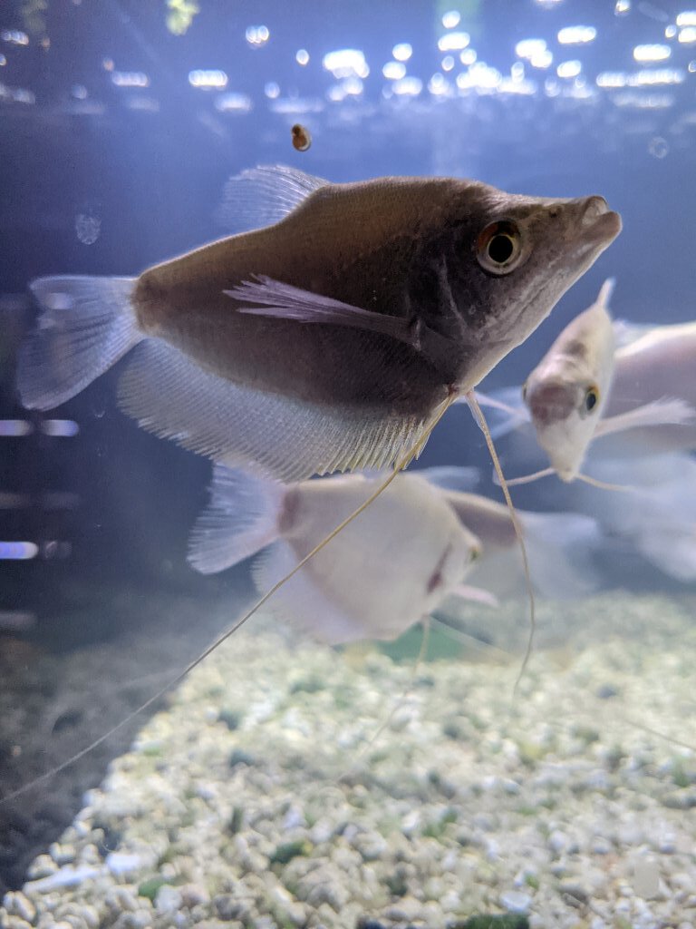 New fish for the week of 5/31-6/6 - Washington - Aquarium Co-Op Forum