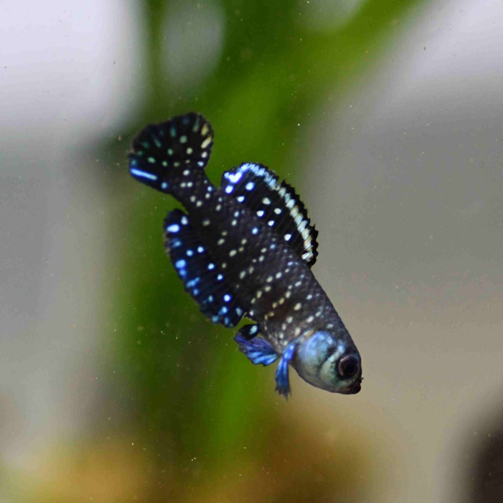 Pearl killifish - General Chat - Aquarium Co-Op Forum